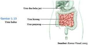 Usus Pada Tubuh Manusia, Fungsi dan Pembagian