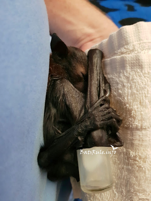 Rescue | Megabat black baby male Flying-fox Fruit bat
