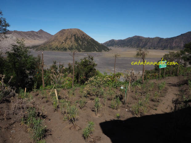 Beginilah Gambar Bunga Edelweis Di Bromo yang Wajib Diketahui ...