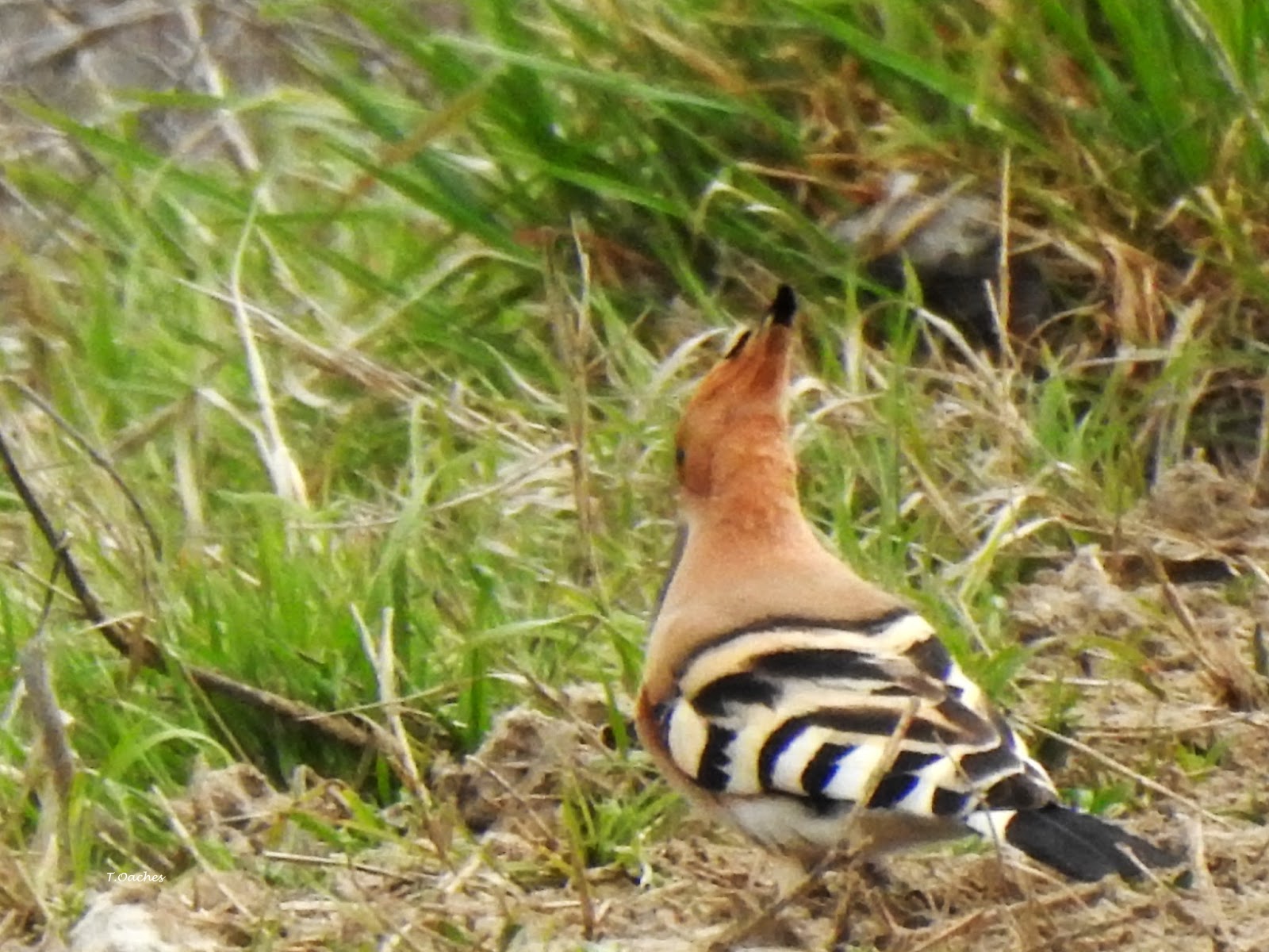 PASARI DIN ROMANIA: PUPAZA, Upupa epops