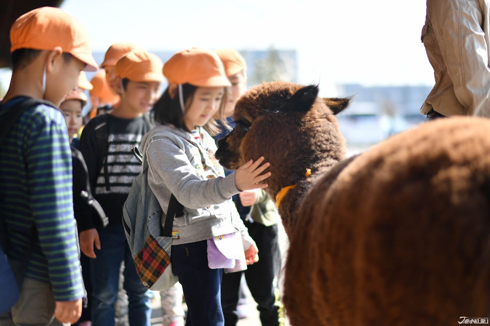 JAPANKURU: Things to do in Kobe 🐹 Top Japanese Zoo That Let's You ...