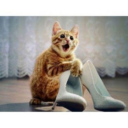 photos chats chatons rigolos