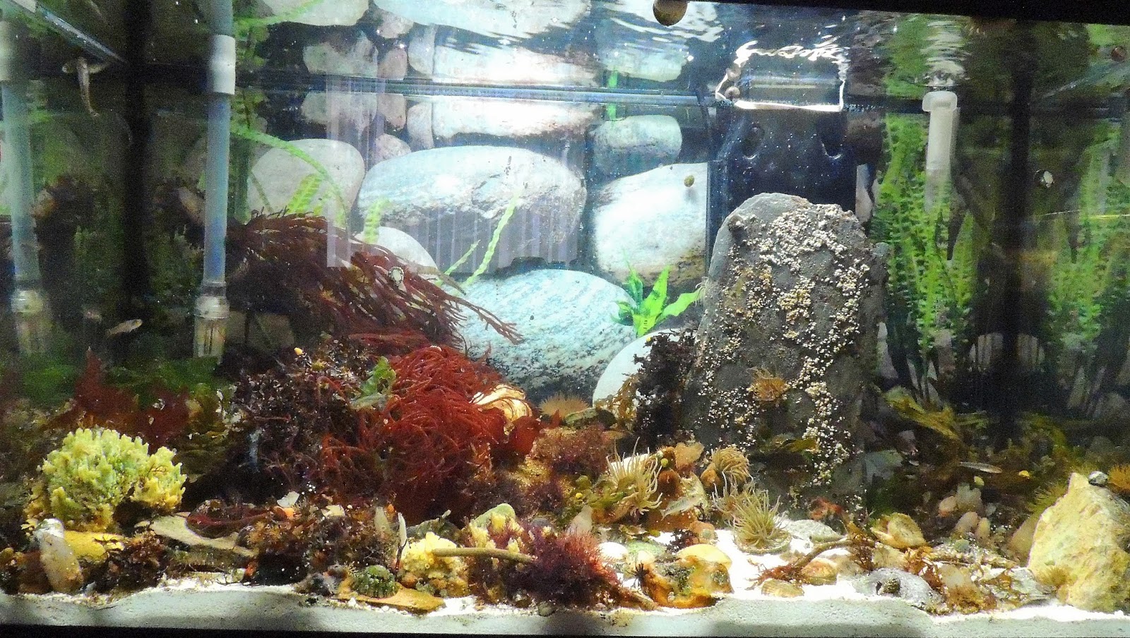 British Seashore & Rock Pool Life: Cold Water Marine Aquarium