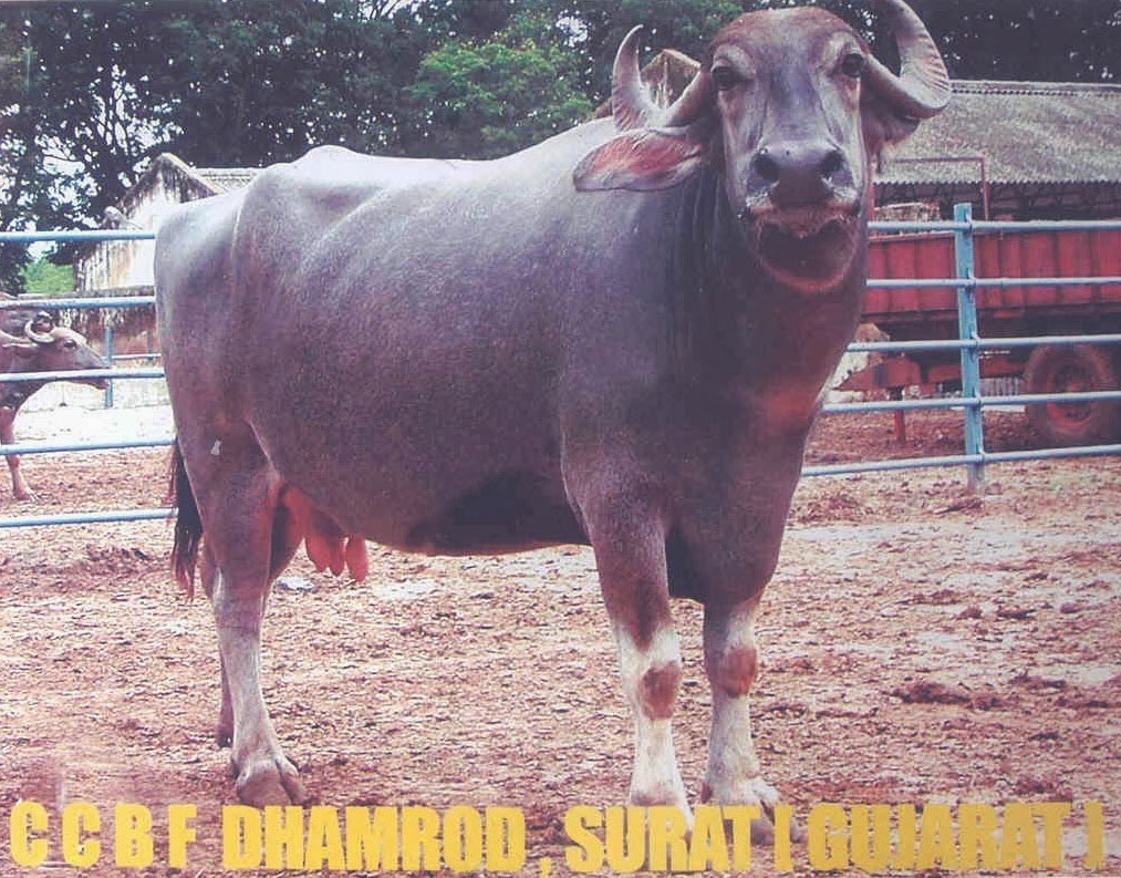 Dairy Farming: Surti buffalo Information