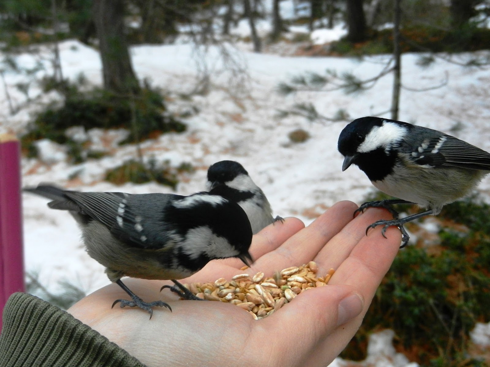 Nine hours of separation: Il sentiero delle cince