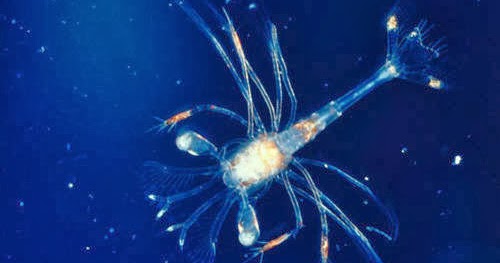 FAKTA PLANKTON | ShadowSainsHuman