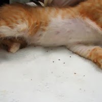 Antivlooienmiddel: bijtende vlooien op je kat |WateetjeKat