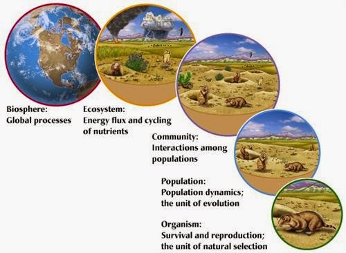 Microbial World ♥: Principles of Ecology & Biogeochemical Cycle