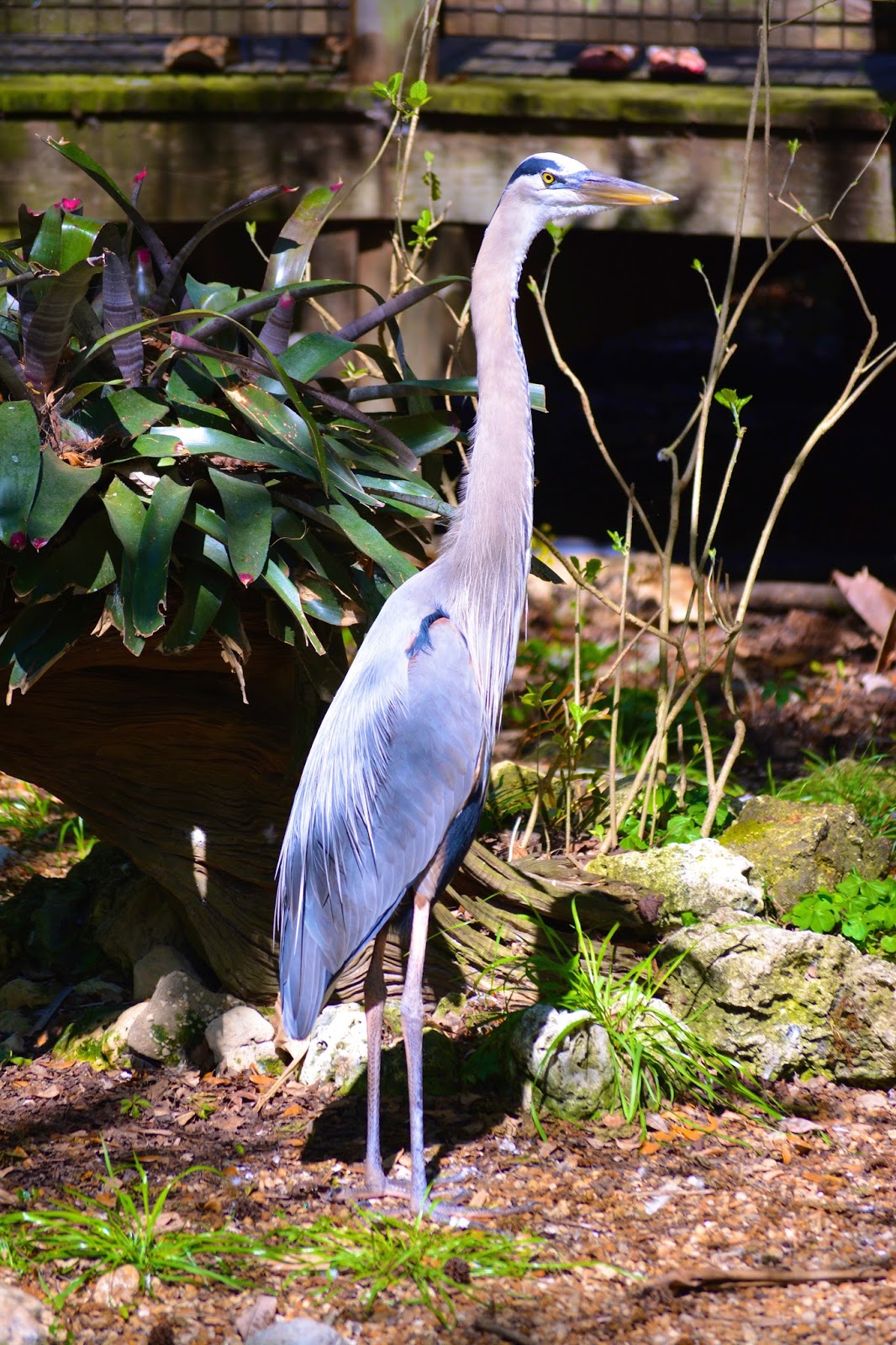 WILD FLORIDA PHOTO BLOG