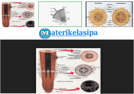 Struktur Morfologi Anatomi dan Fungsi Akar Tumbuhan - Not Angka Lengkap