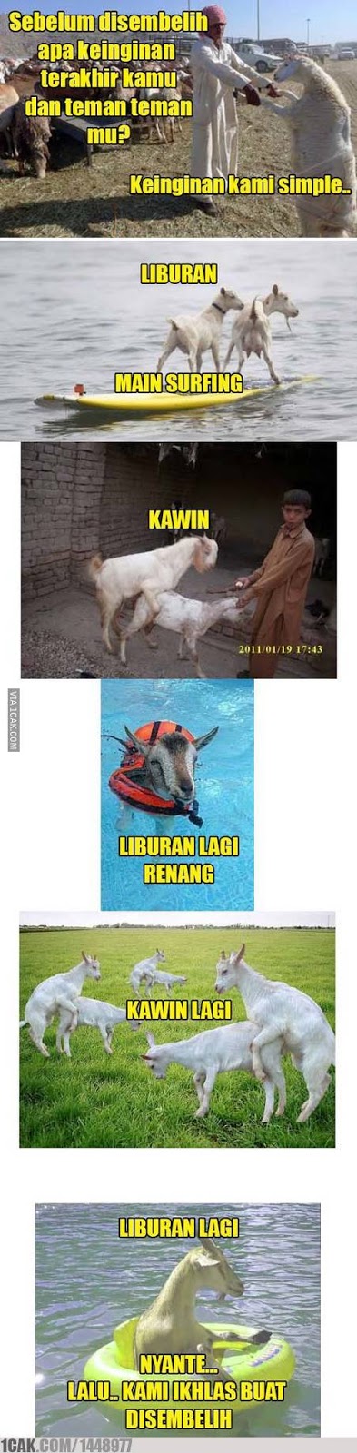 20 Meme 'Pesan Terakhir Kambing & Sapi' Ini Ceriakan Idul Adhamu - baca ...