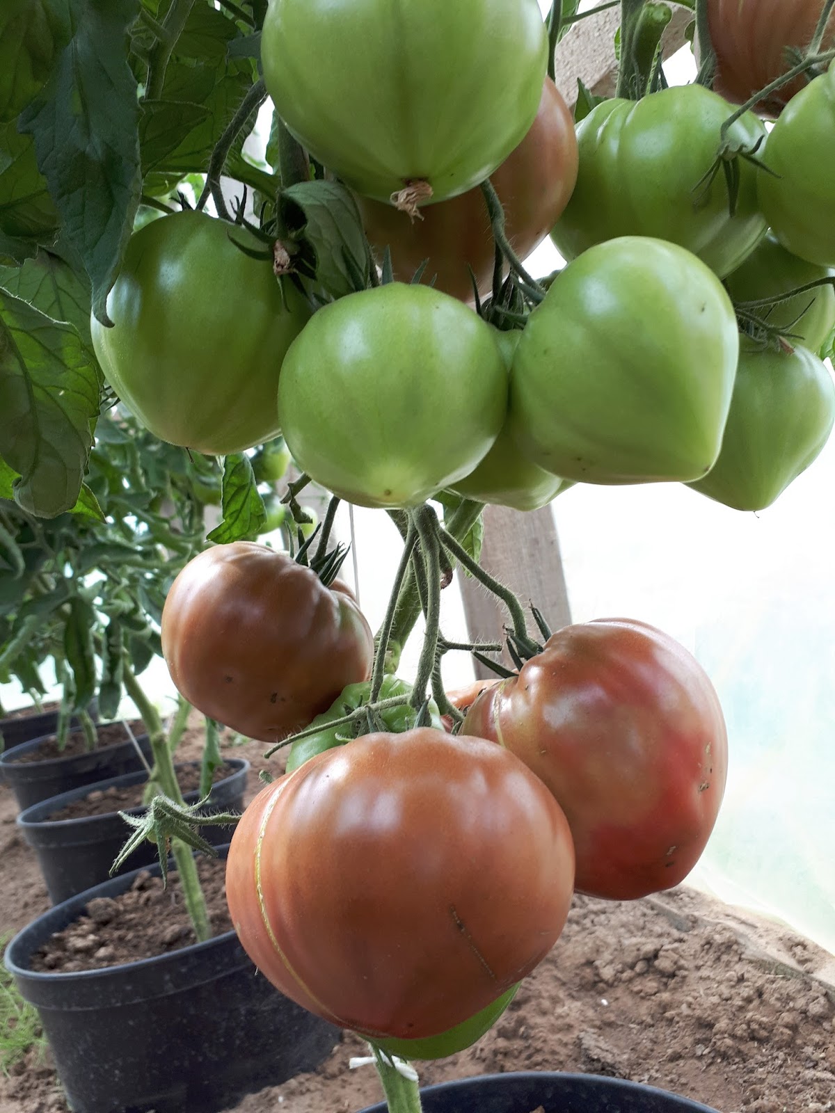 Tomātu sēta: JAUNUMI-2017 AUGUSTS