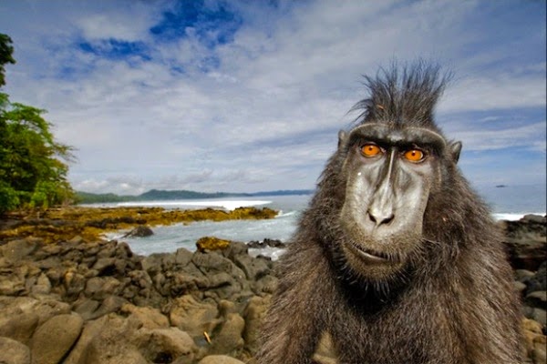Sulawesi, Pulau di Indonesia dengan Fauna Terunik