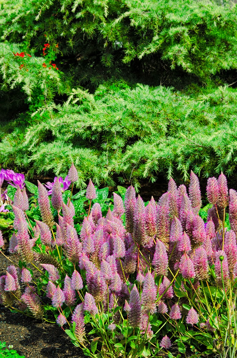 Linda Cochran's Garden: Ptilotus exaltatus 'Joey'