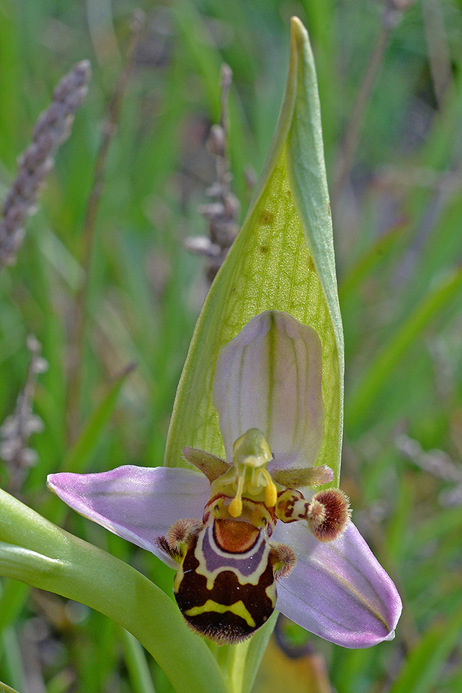 Isola Natura: Ophrys apifera: l'orchidea che non ha impollinatore