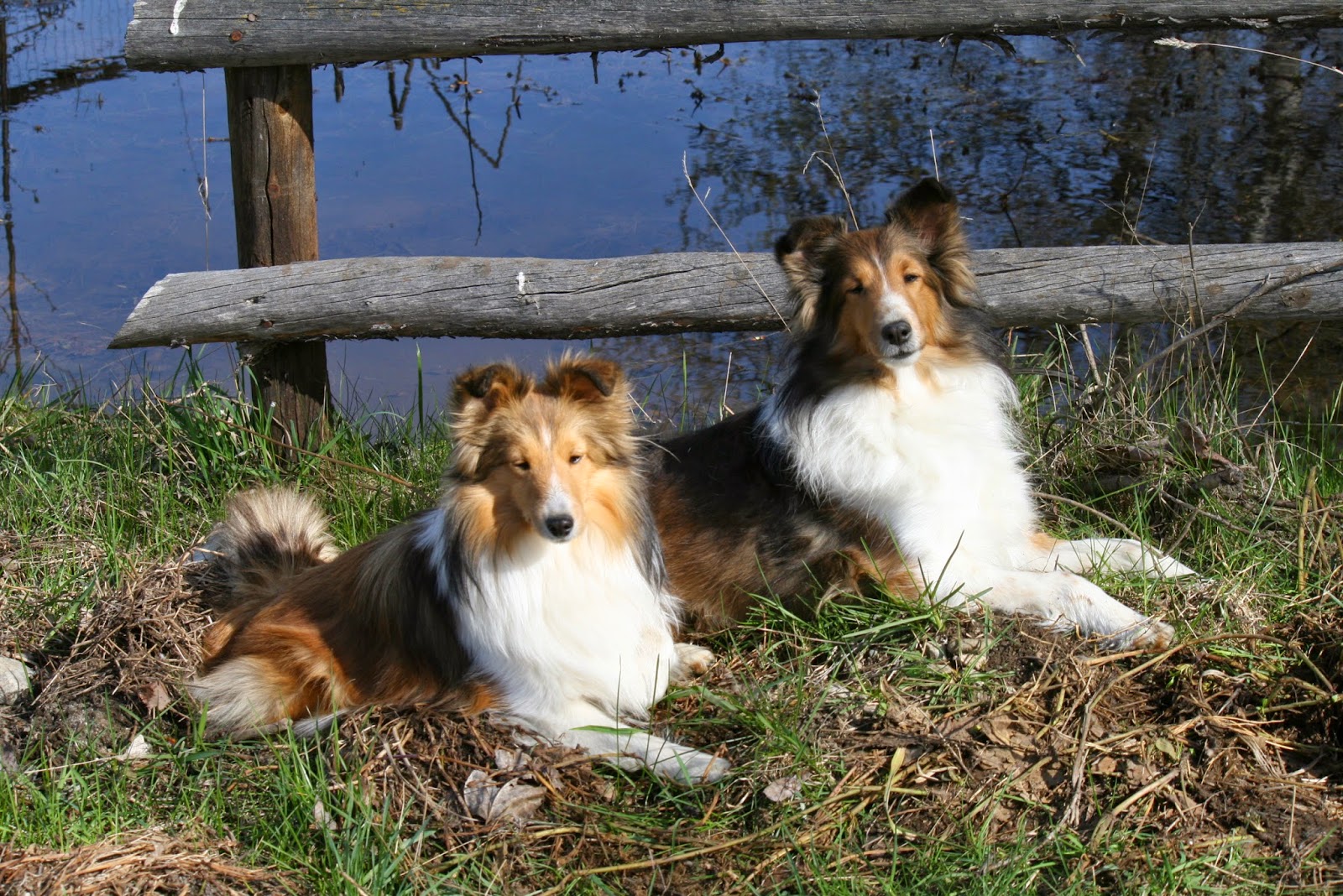Hyper Hounds Shelties