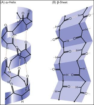 Analisis Pembentukan Struktur Sekunder dan Tersier pada Protein