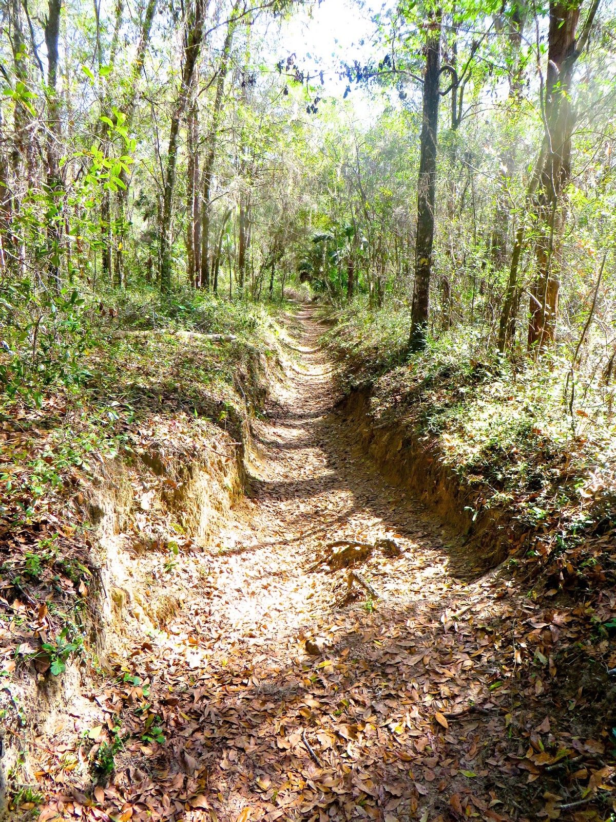 Chuck's Adventures: Biking Florida's Croom Mountain Biking Trails