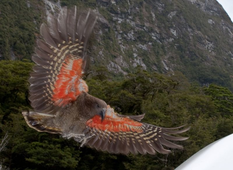 Parrot talk: The Kea