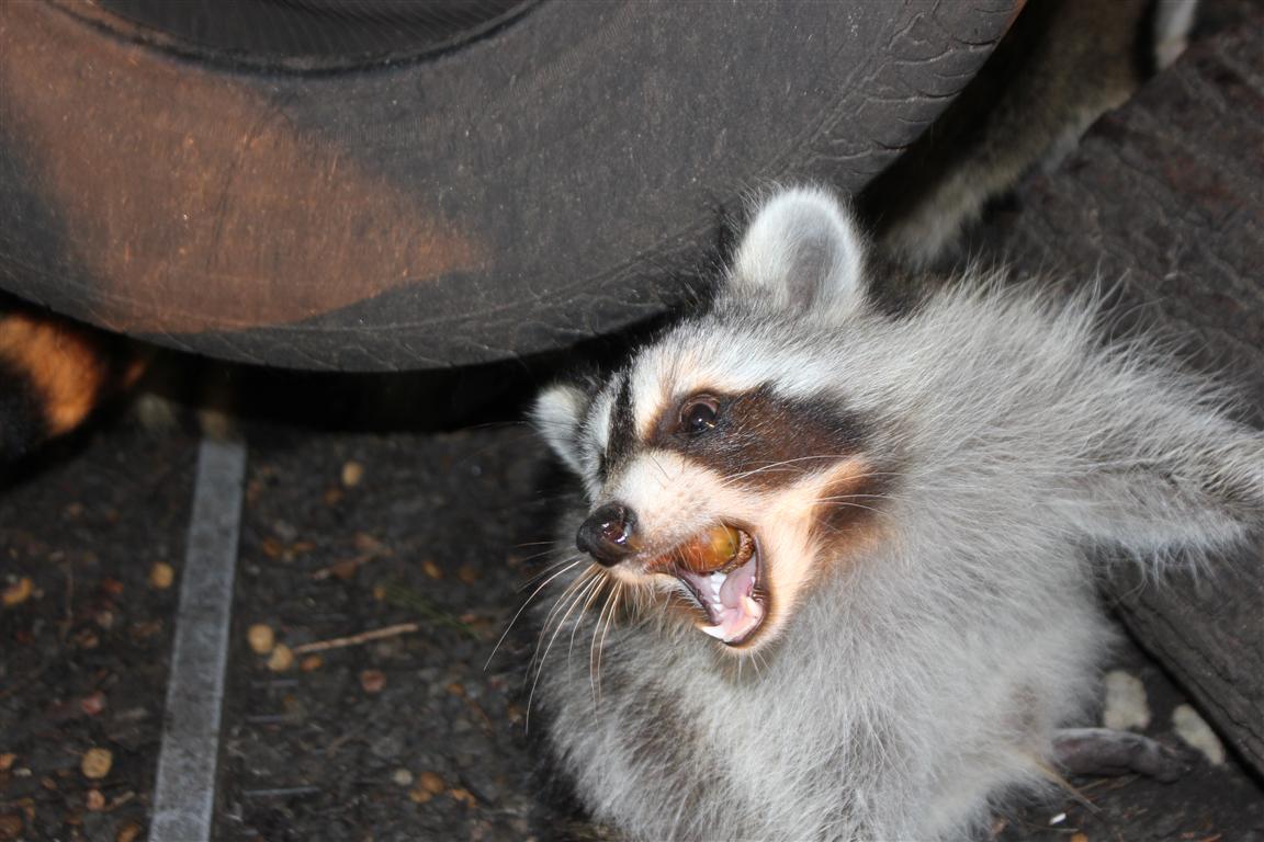 The Laughing Raccoon: Eggs, acorns and fun!