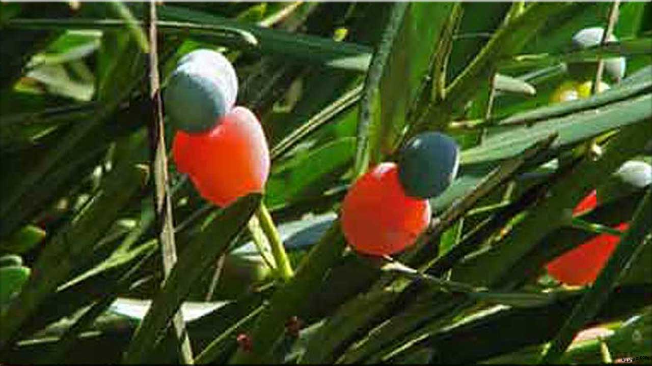 Nih Nama Buah Berawalan Abjad E - Bermanfaat Buah