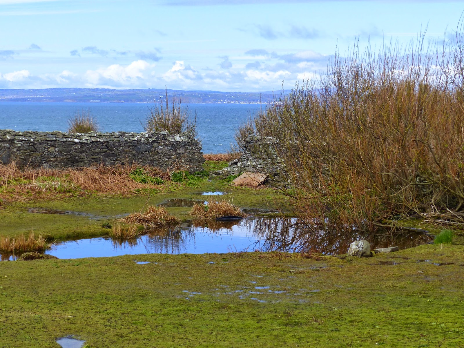 Birding For Pleasure: WEEKEND REFLECTIONS - Copeland Island (Part 4)