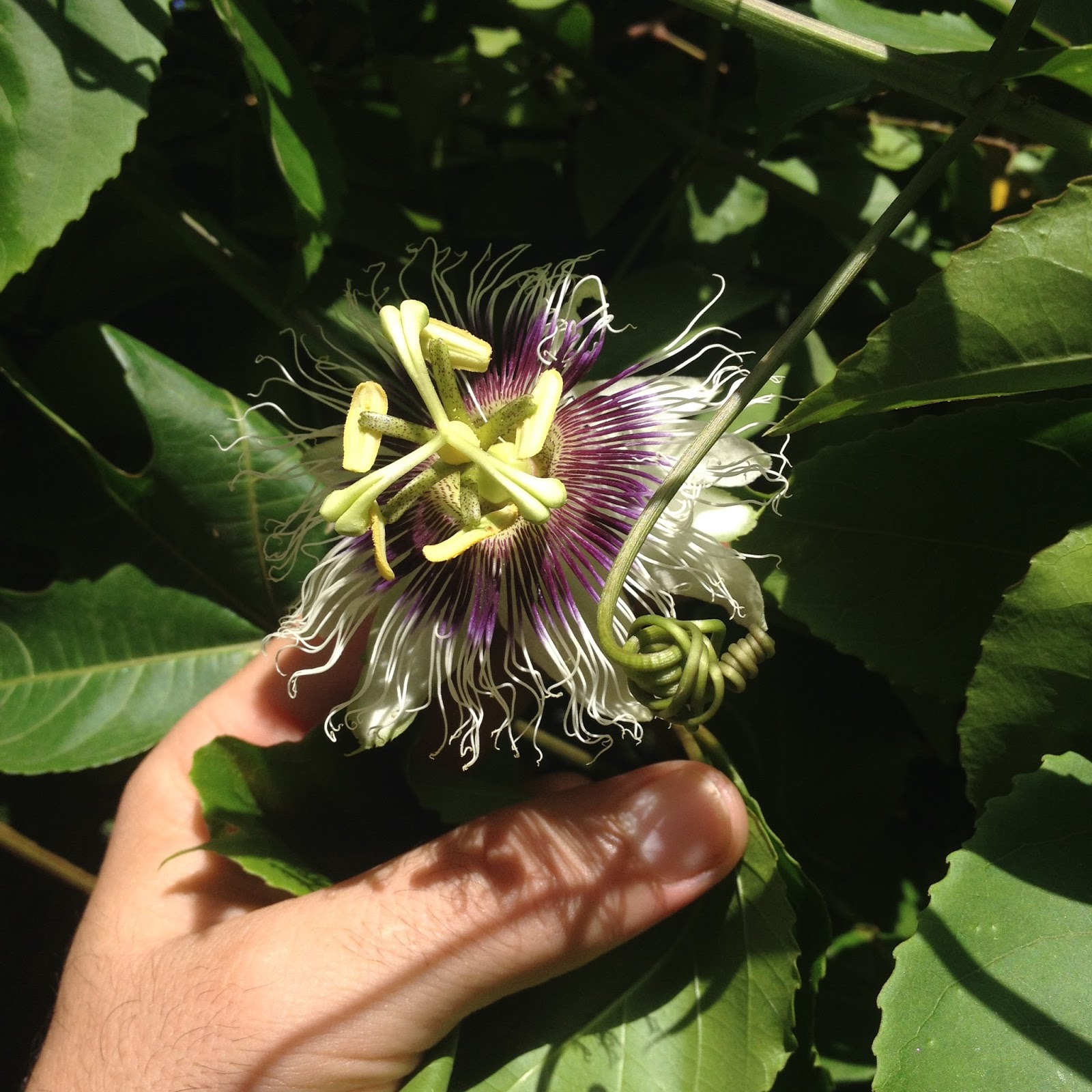 Puerto Rico Sano: Flor de Parcha en Puerto Rico