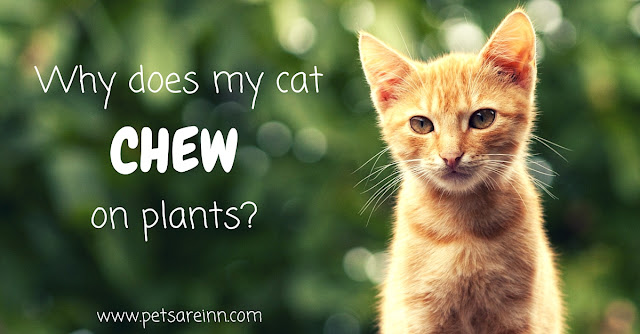 Why Does My Cat Eat Plants?