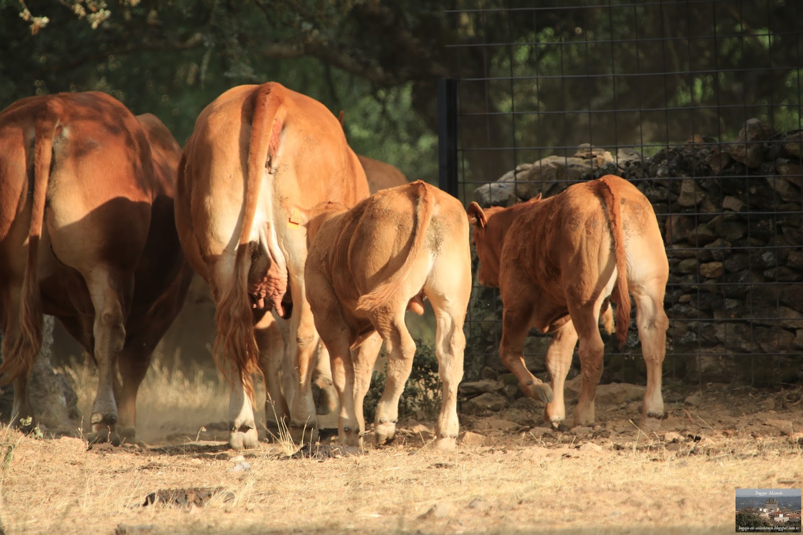 BOGAJO Salamanca: Terneros limusines en Bogajo Salamanca