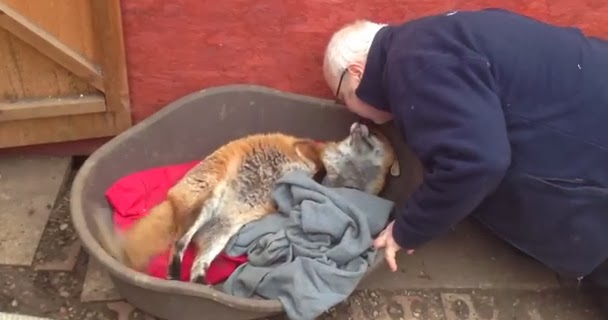 White Wolf : This Sweet Rescued Fox Will Make Your Day (Video)