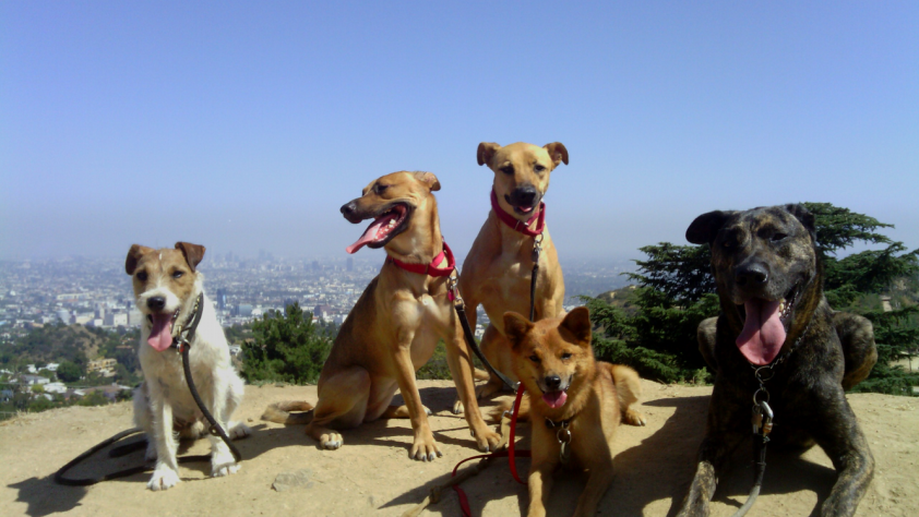 Rent A Dog For Your Hike In Hollywood - #IHeartHollywood