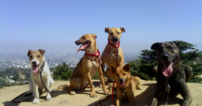 Rent A Dog For Your Hike In Hollywood - #IHeartHollywood
