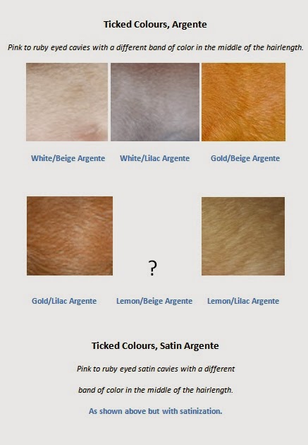 My Cavy Kingdom: Cavy Colours