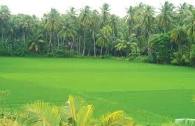 History of Razole | AP Heritage