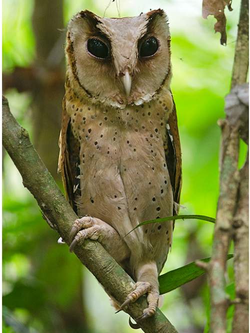 Sri Lanka bay owl | Birds of India | Bird World