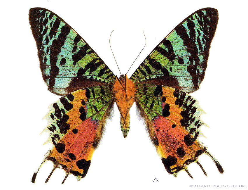 Universo dei Lepidotteri #48 - Chrysiridia rhipheus