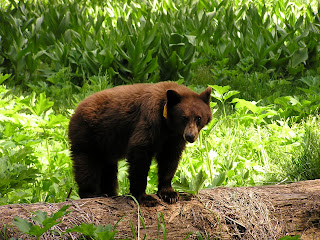 No thanks. I already ate.: Bear expert Rachel Mazur at Smiley on May 17