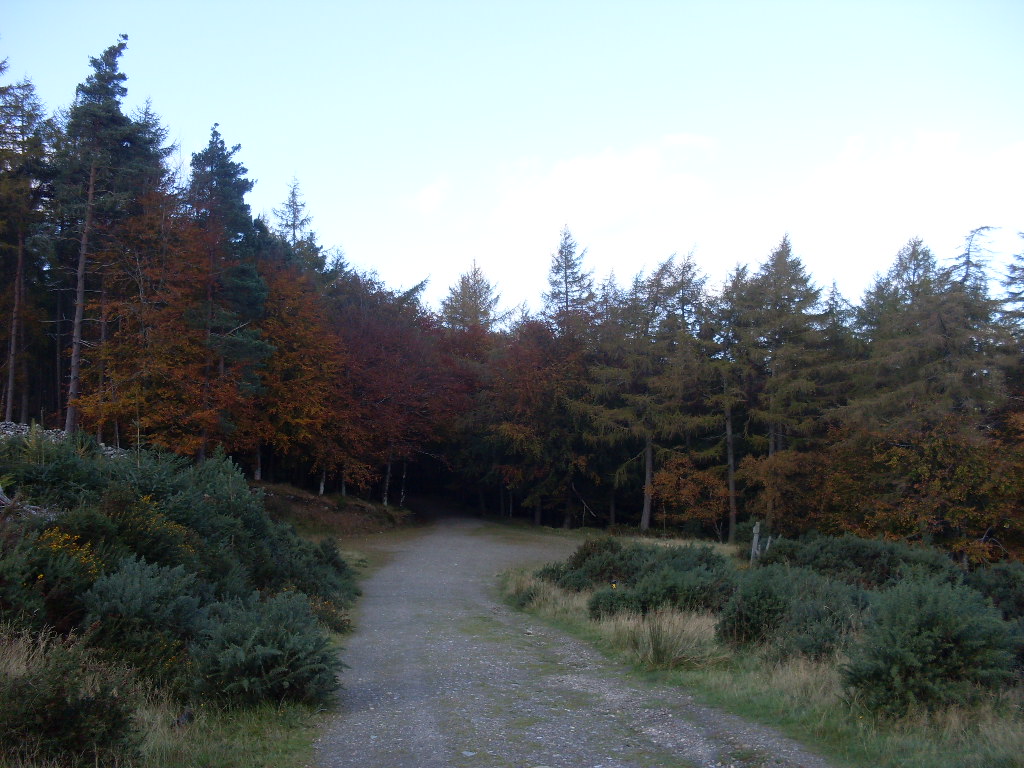 ☆Sharon's Sunlit Memories☆: Crone Forest towards Powerscourt Waterfall