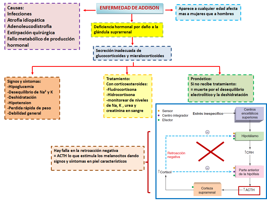 Blog de fisiología básica de Maytee Yuniva Armenta Cervantes ...