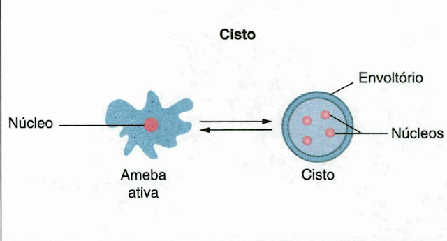 Cisto