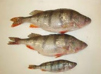 gHara javaN (Home Food): Konkani names for fish