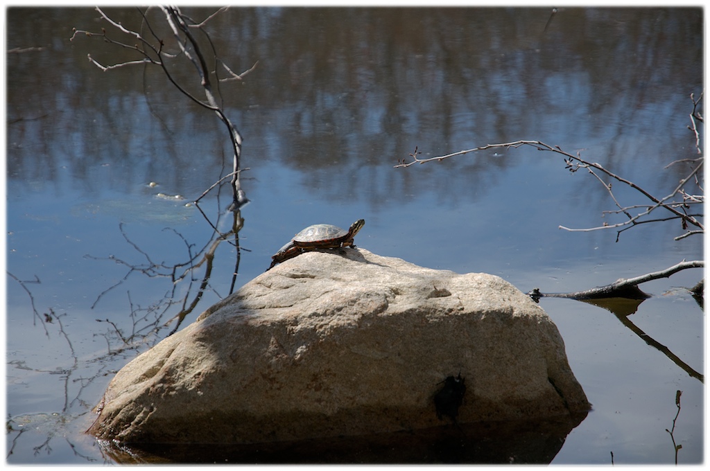Connecticut Diaries: Eastern Painted Turtle