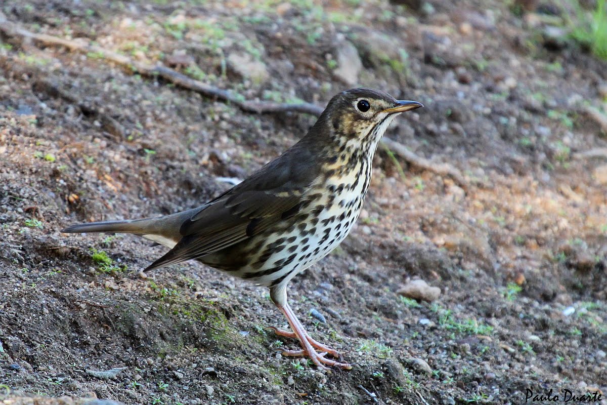 A arte de debicar: Tordo-comum ou Tordo-musical