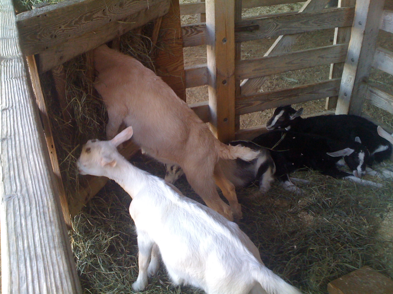 (Nearly) Wordless Wednesday: goats | Yankee Kitchen Ninja