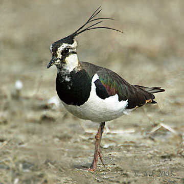 Variety of Life: Charadriidae