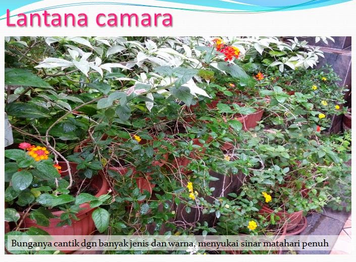 Contoh Taman Tropis: Contoh Taman Tropis - Tropical Garden Inspiration