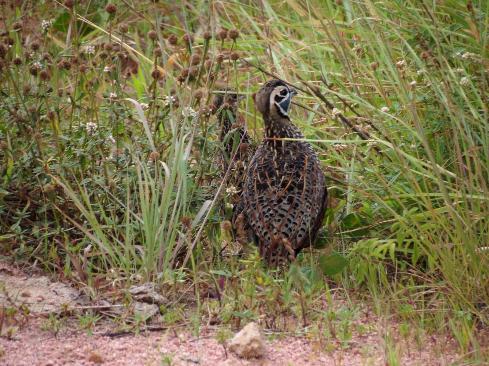 On the road: Ocellated Quail