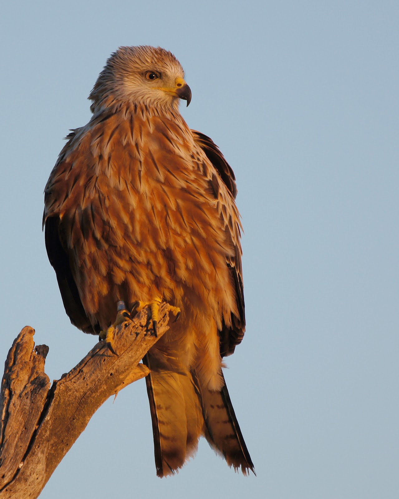 Pasión por las aves: Milano real.(Milvus milvus)