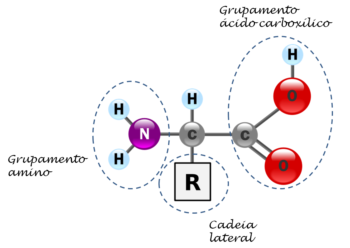 Biologia em Foco: AMINOÁCIDOS