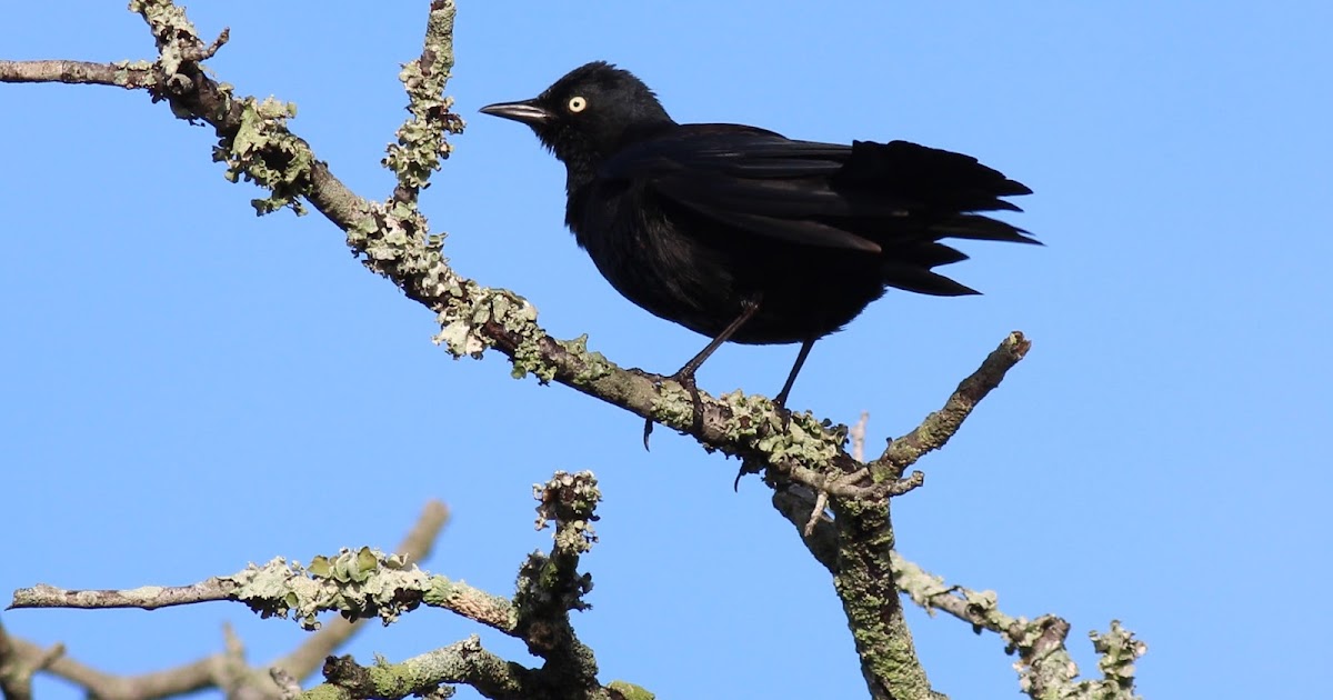 Photographicbirdlistomania: Rusty Blackbird (Euphagus carolinus ...